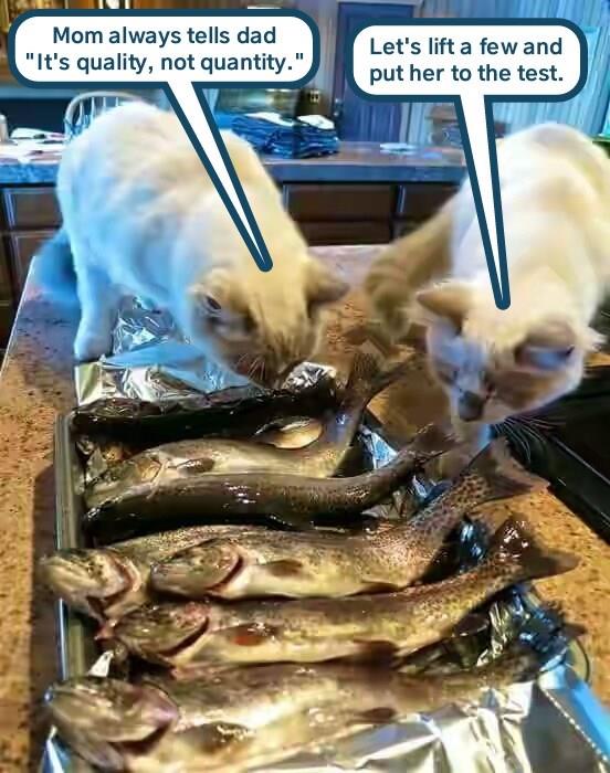 Quality controlled - Lolcats - lol | cat memes | funny cats | funny cat ...