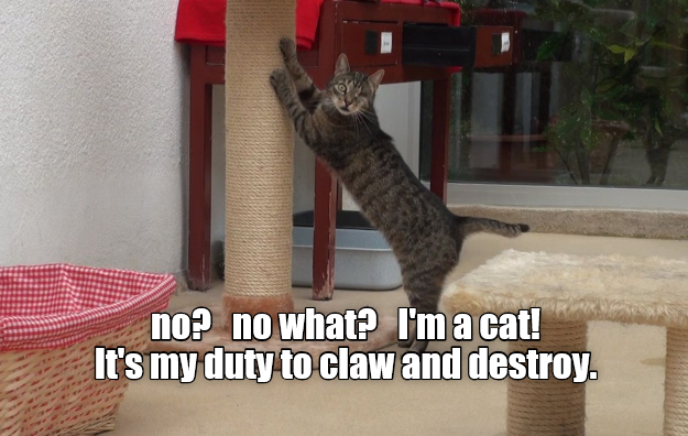 Claw & Destroy - Lolcats - lol | cat memes | funny cats | funny cat ...