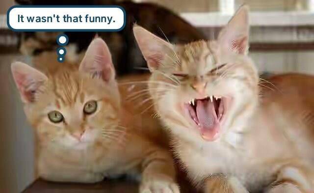 Gotta tell his dentist to go easy on the gas - Lolcats - lol | cat ...