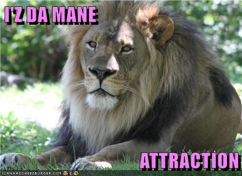 I'Z DA MANE ATTRACTION - Animal Comedy - Animal Comedy, funny animals ...