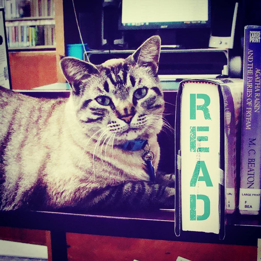 Cat Gets Fired From Local Library Job But Thanks To The Town, Gets Re ...