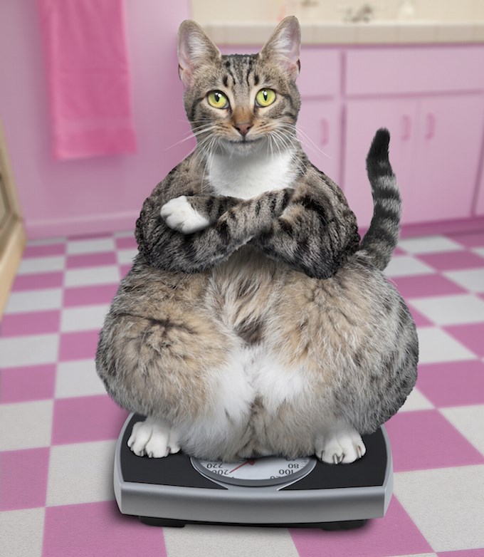 These States Have The Fattest Cats And Dogs - I Can Has Cheezburger ... These States Have The Fattest Cats And Dogs - I Can Has Cheezburger ...