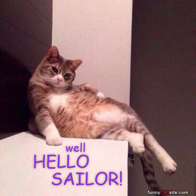 Hello - Lolcats - lol | cat memes | funny cats | funny cat pictures ...