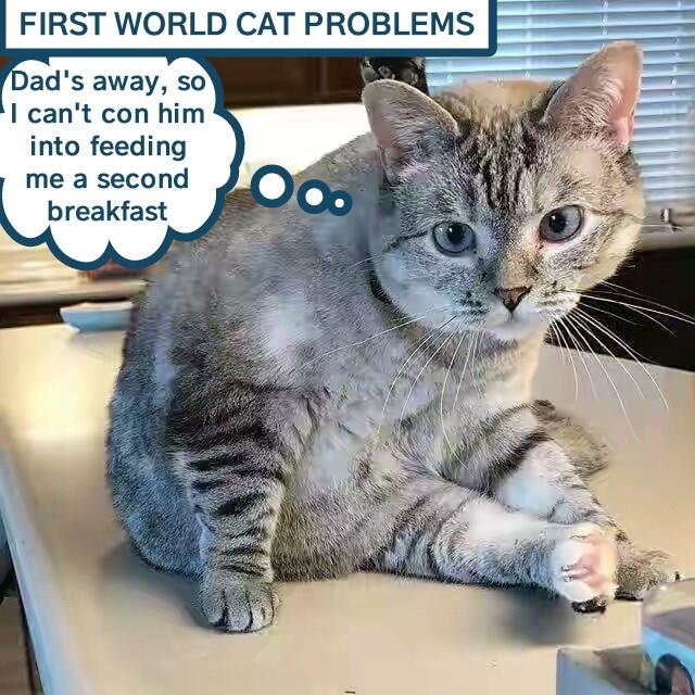 First World cat problems - Lolcats - lol | cat memes | funny cats ...