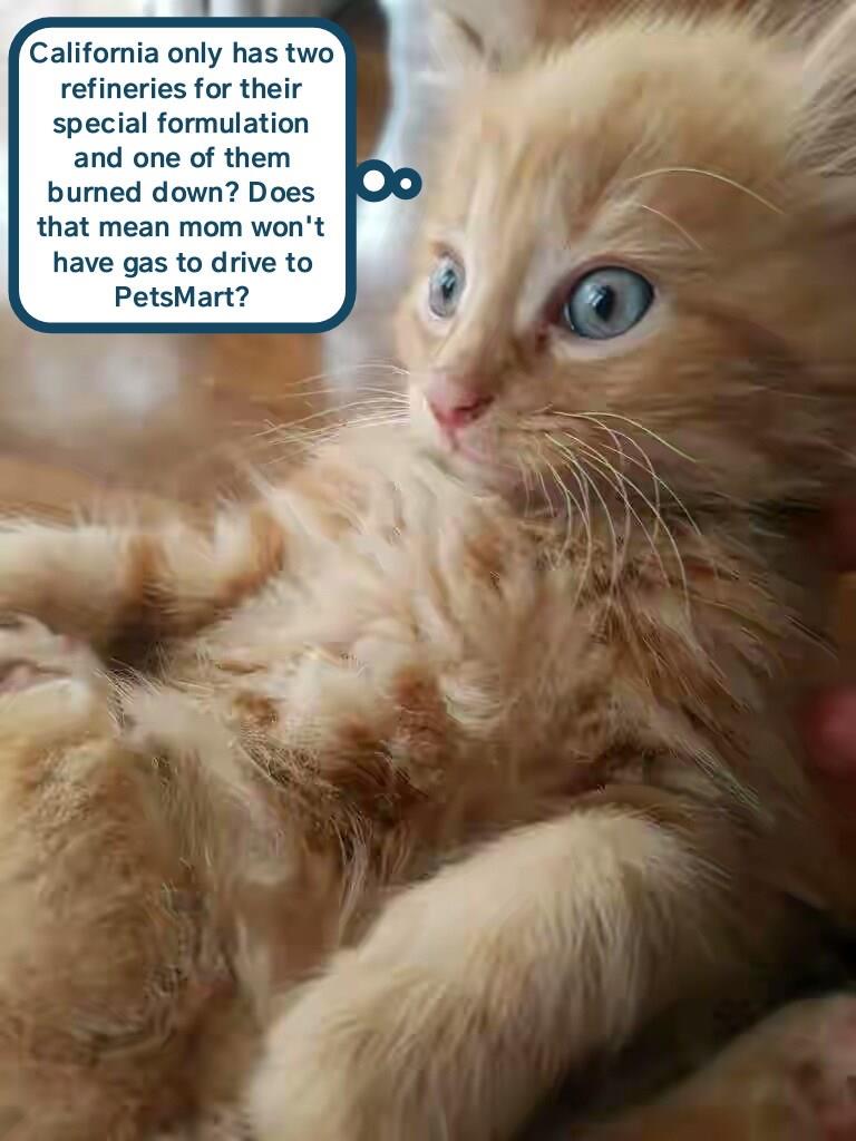 Kitteh has his priorities in order - Lolcats - lol | cat memes | funny ...