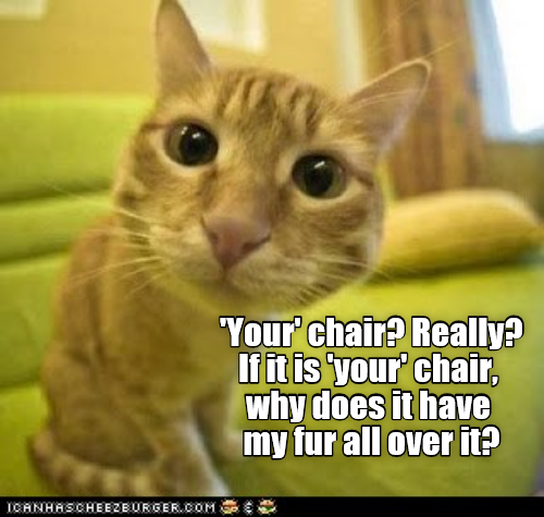 Care to explain? - Lolcats - lol | cat memes | funny cats | funny cat ...