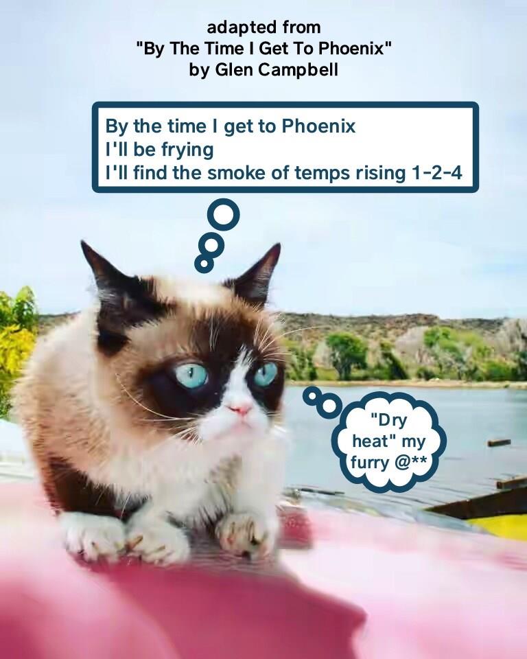 "Arizona: Dry Heat" - Lolcats - lol | cat memes | funny cats | funny ...