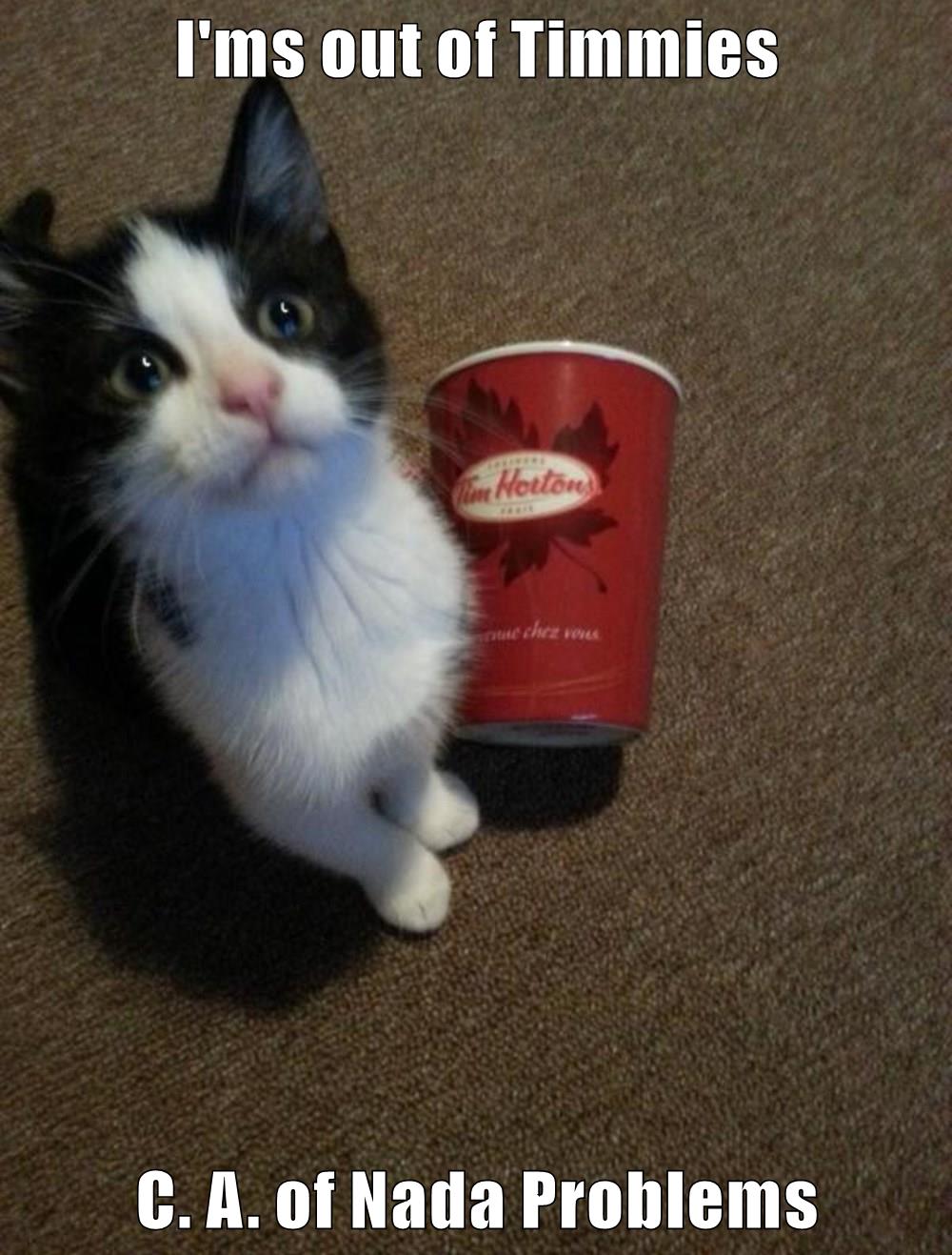 Out of Timmies - Lolcats - lol | cat memes | funny cats | funny cat ...