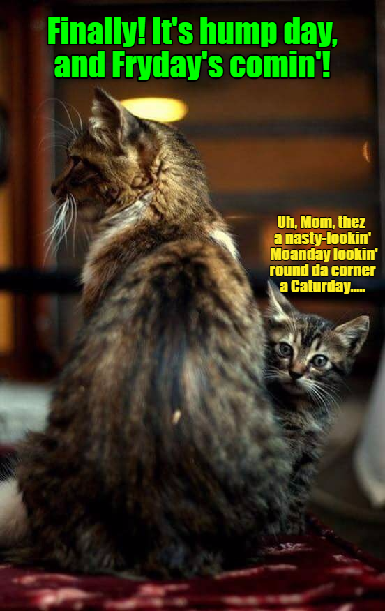 Doan turn yer back on them things! - Lolcats - lol | cat memes | funny ...