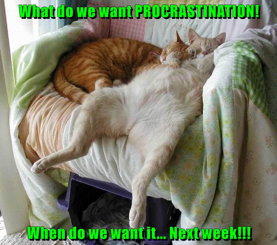 PROCRASTINATION - Lolcats - lol | cat memes | funny cats | funny cat ...