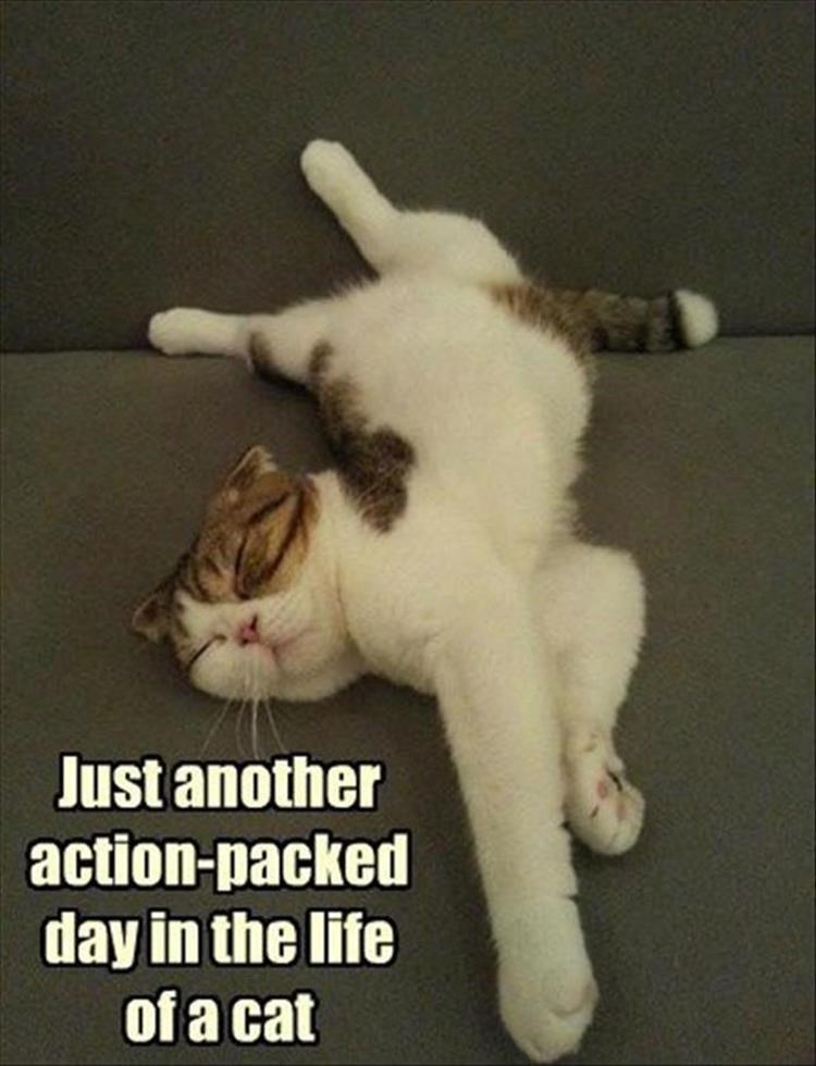 What A Hard Day For A Cat Looks Like - I Can Has Cheezburger?