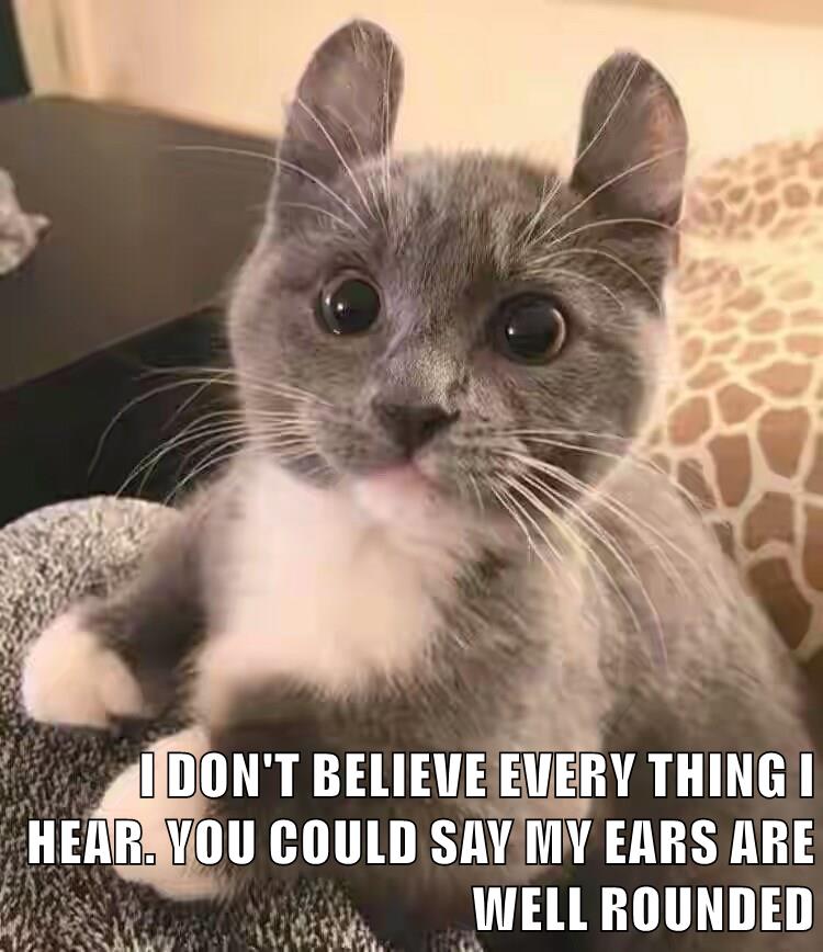 Like my eyes... - Lolcats - lol | cat memes | funny cats | funny cat ...