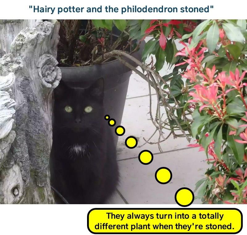 Hairy Potter returns - Lolcats - lol | cat memes | funny cats | funny ...