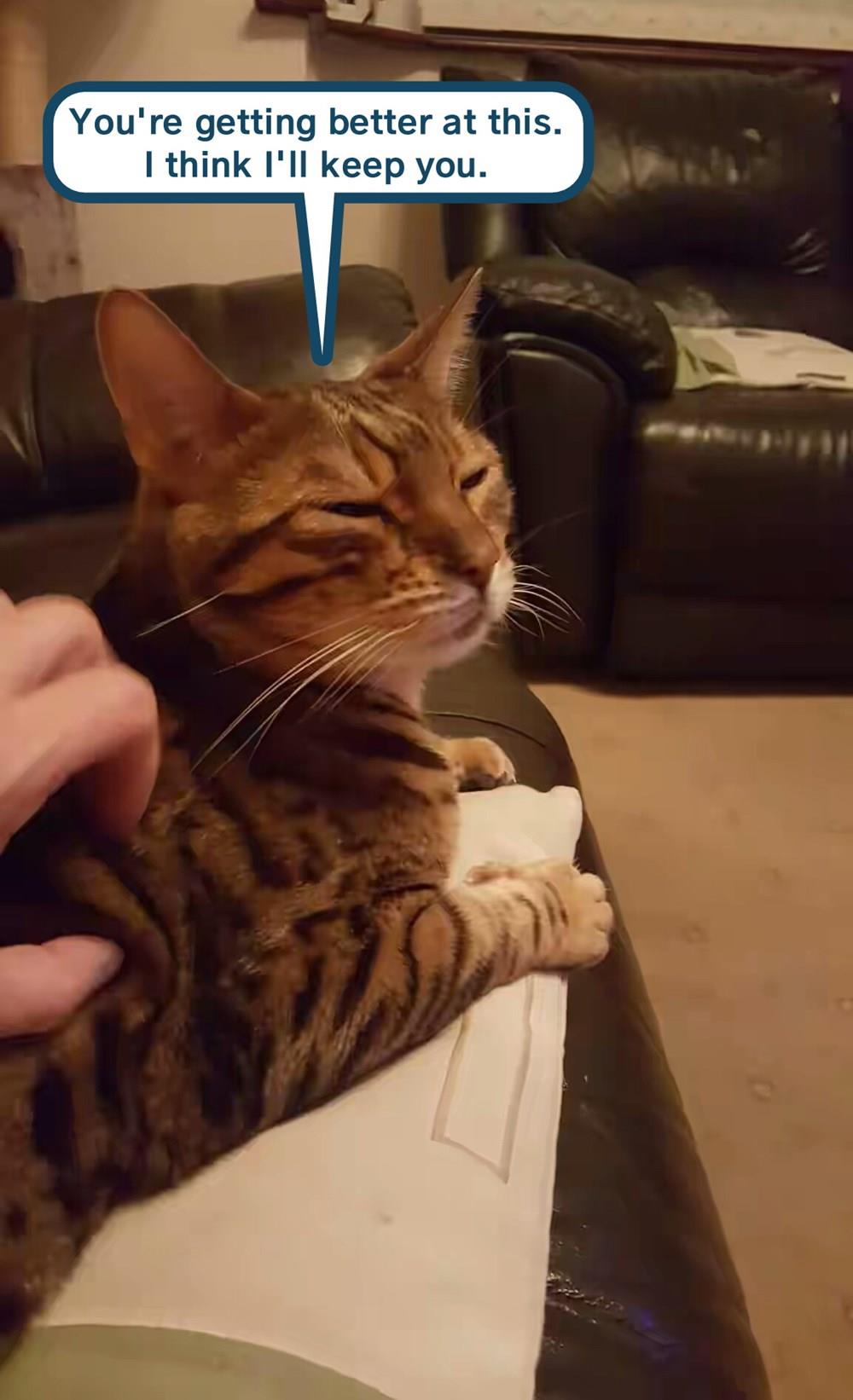 Showing promise - Lolcats - lol | cat memes | funny cats | funny cat ...