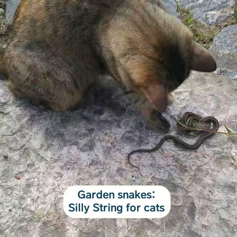 Silly String - Lolcats - lol | cat memes | funny cats | funny cat ...