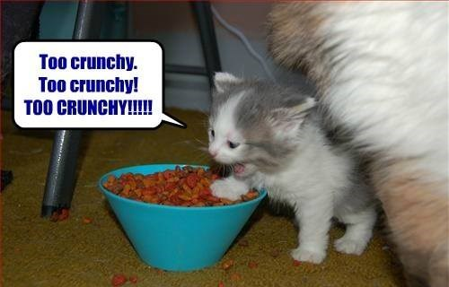 Baby's first kibble experience was not a happy one - Lolcats - lol ...