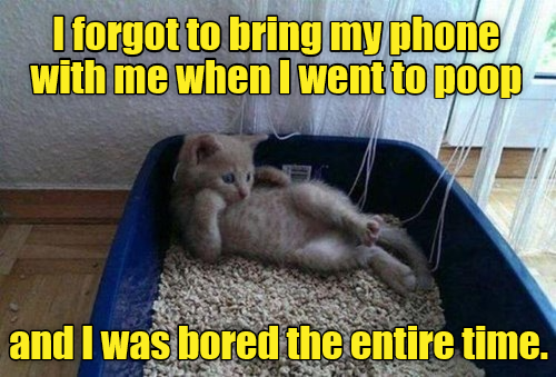 There are 148 tiles on the floor. - Lolcats - lol | cat memes | funny ...