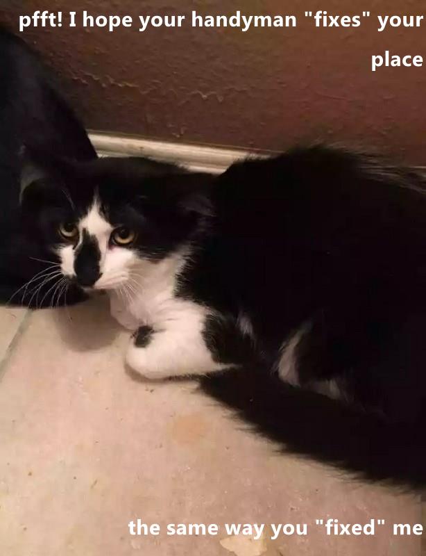 Pfft! - Lolcats - lol | cat memes | funny cats | funny cat pictures ...