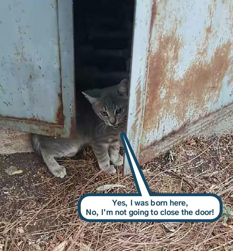 Snappy answer kitteh - Lolcats - lol | cat memes | funny cats | funny ...