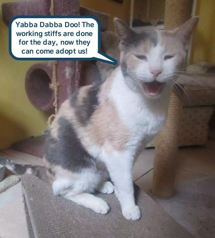 Hope springs eternal - Lolcats - lol | cat memes | funny cats | funny ...