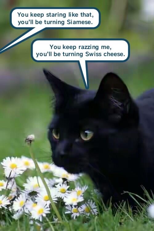 Getting cross, one way or another - Lolcats - lol | cat memes | funny ...