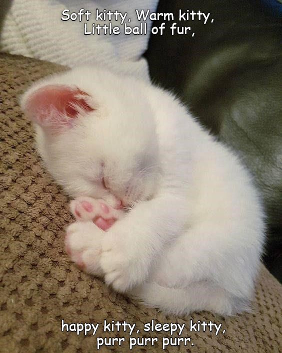 Sweet Dreams - Lolcats - lol | cat memes | funny cats | funny cat ...