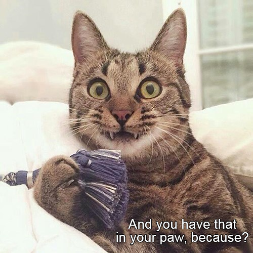 Please explain - Lolcats - lol | cat memes | funny cats | funny cat ...