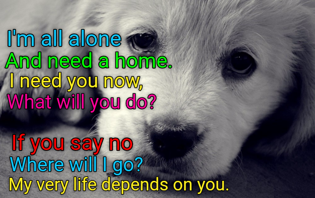 Adopt A Friend #2 - I Has A Hotdog - Dog Pictures - Funny pictures of ...