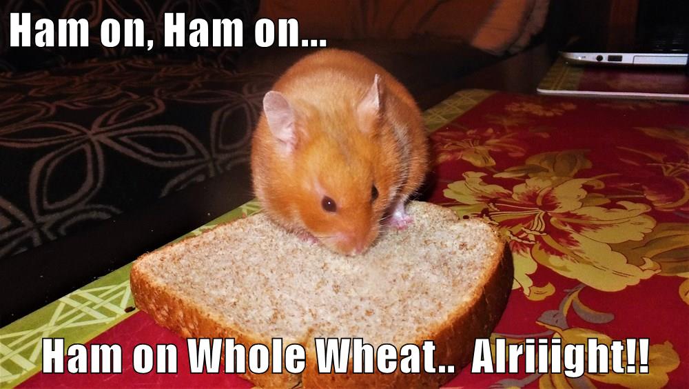 Ham on, Ham on... Ham on Whole Wheat.. Alriiight!! - Animal Comedy ...