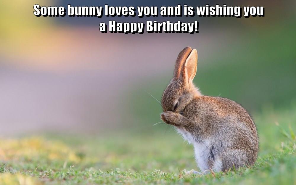 Some bunny loves you and is wishing you a Happy Birthday! - Animal ...