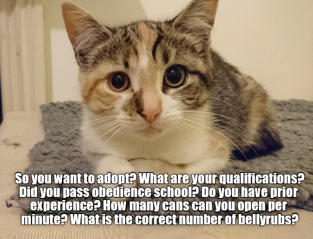 Tough selection procedure, tricky questions - Lolcats - lol | cat memes ...