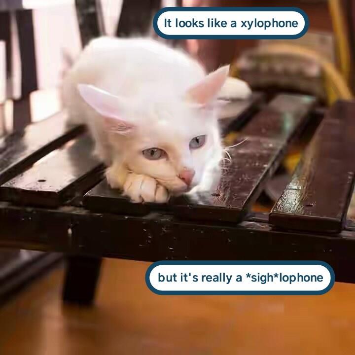 Not feeling the rhythm - Lolcats - lol | cat memes | funny cats | funny ...