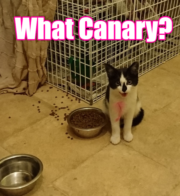 Canary? - Lolcats - lol | cat memes | funny cats | funny cat pictures ...