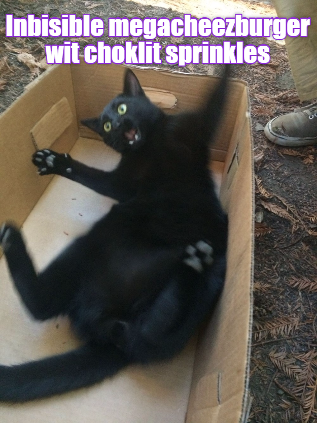 I Can Has Cheezburger? - cheezburger - Page 2 - Funny Animals Online ...