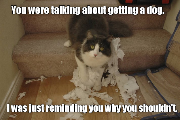 So subtle, too. - Lolcats - lol | cat memes | funny cats | funny cat ...