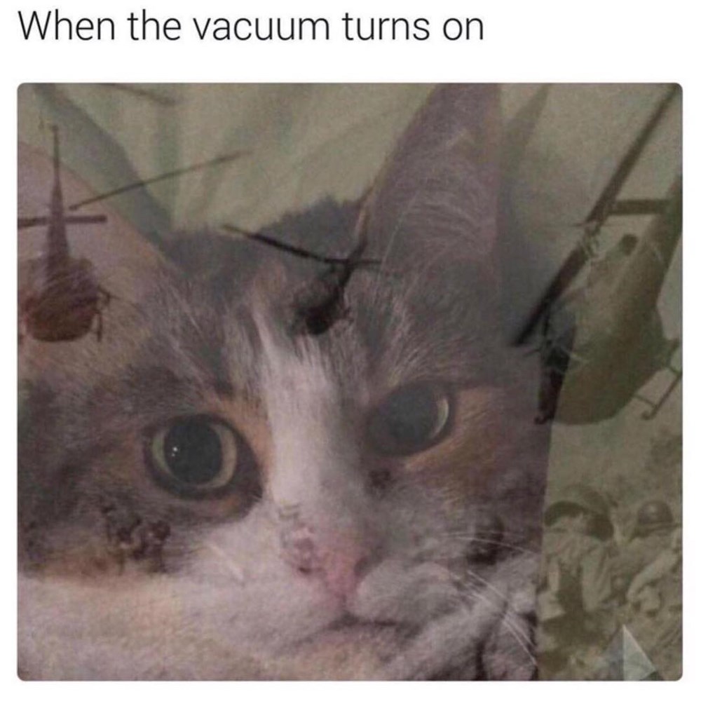 Feline PTSD - Memebase - Funny Memes