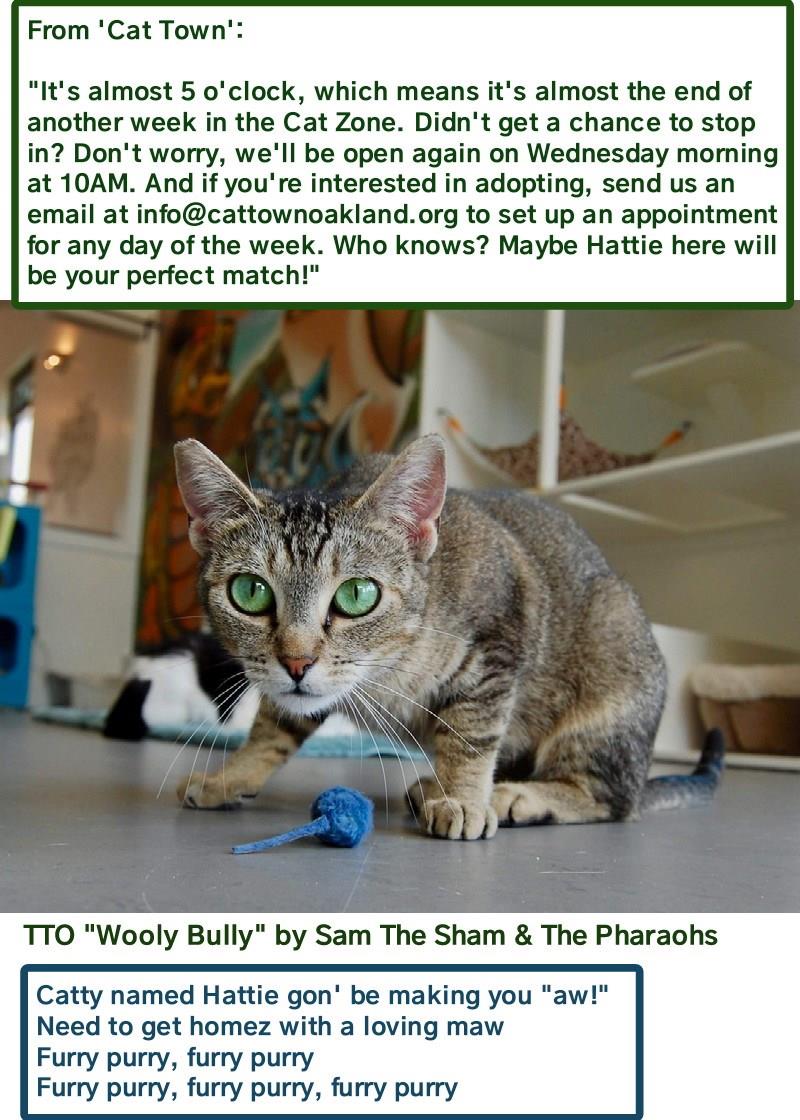 "Furry Purry" - Lolcats - lol | cat memes | funny cats | funny cat ...