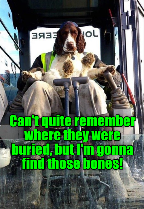 Out of my way! Serious digging to do! - I Has A Hotdog - Dog Pictures ...