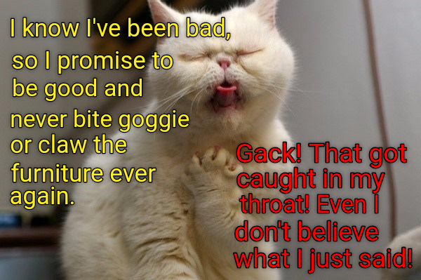 Choking on my own words. - Lolcats - lol | cat memes | funny cats ...