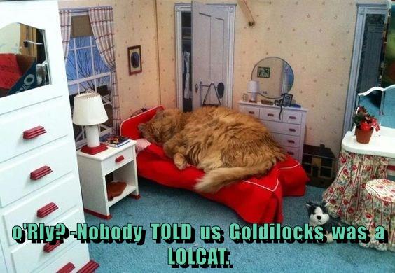 o'Rly? -Nobody TOLD us Goldilocks was a LOLCAT. - Lolcats - lol | cat ...