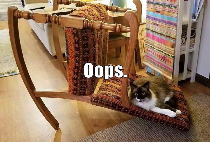 Cat Knocks Over Chair... Not Sorry - I Can Has Cheezburger?