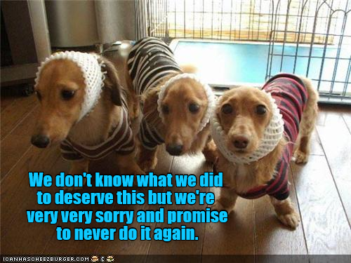 Very, very sorry! - I Has A Hotdog - Dog Pictures - Funny pictures of ...