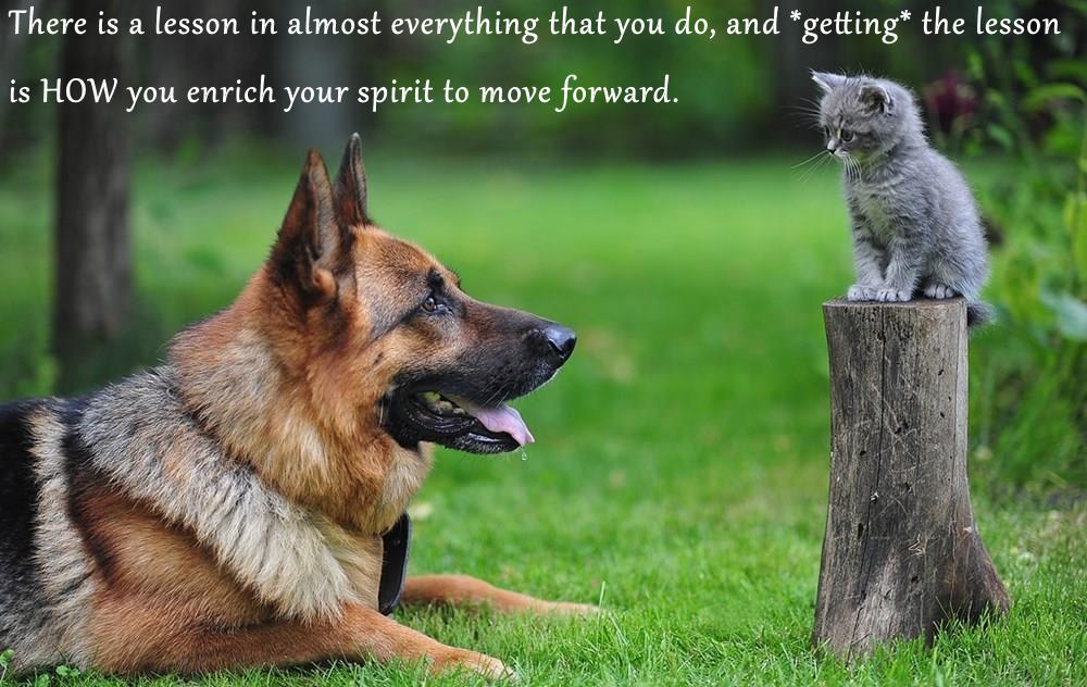 A lesson - Lolcats - lol | cat memes | funny cats | funny cat pictures ...