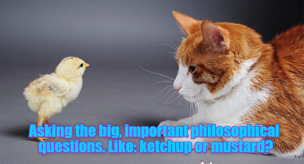 Deep Thought Cat Memes