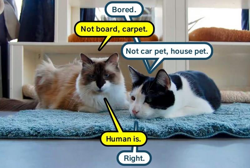 Stimulating conversation simulating windy Wednesday - Lolcats - lol ...