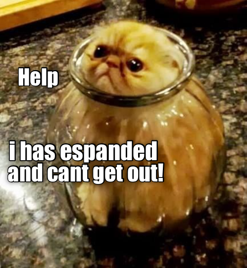 A fun-soaked sponge-cat! - Lolcats - lol | cat memes | funny cats ...