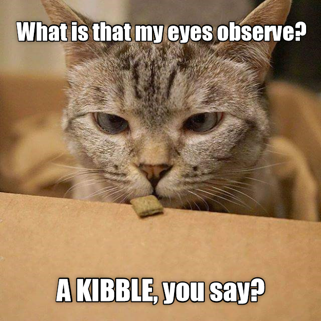 Stinky thing.... - Lolcats - lol | cat memes | funny cats | funny cat ...