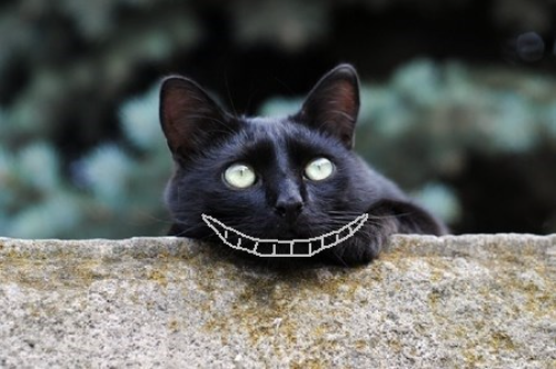 The Big Smile - Cats N' Kittens - Cat Pictures - Cute Kittens
