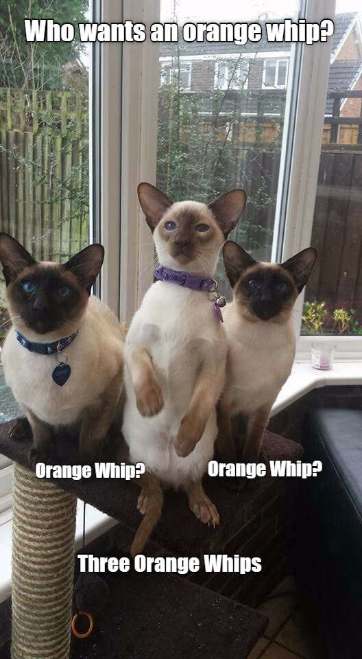 We've got to wait until the end of the concert - Lolcats - lol | cat ...