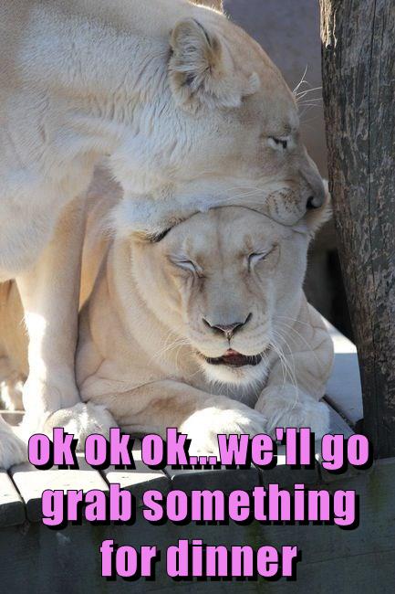 Ok, ok, ok! - Animal Comedy - Animal Comedy, funny animals, animal gifs
